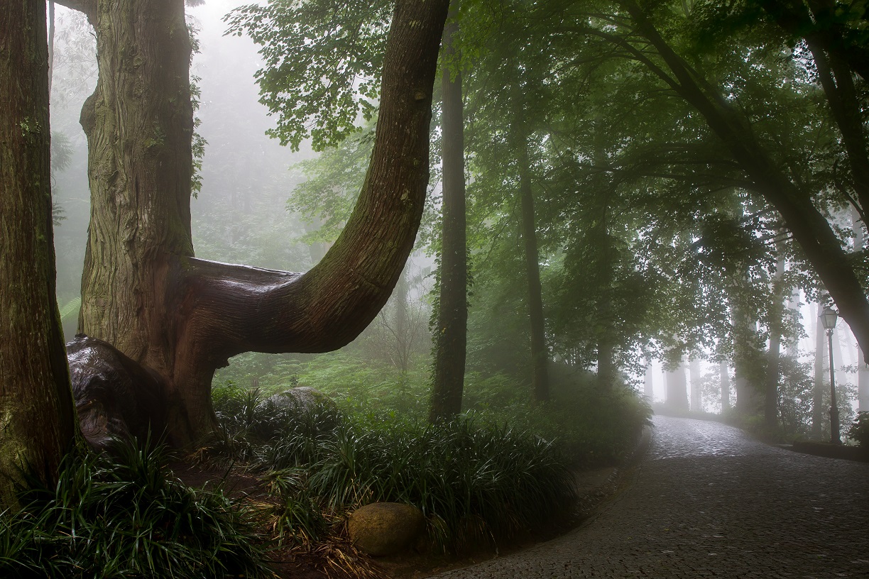 Did you know there is a walking tree in the Park of Pena?
