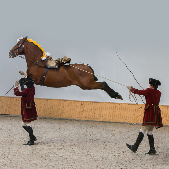 Capriola - Exercícios da Escola Portuguesa de Arte Equestre