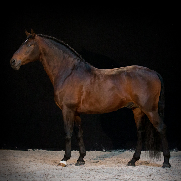 Cajabel - Horses of the Portuguese School of Equestrian Art
