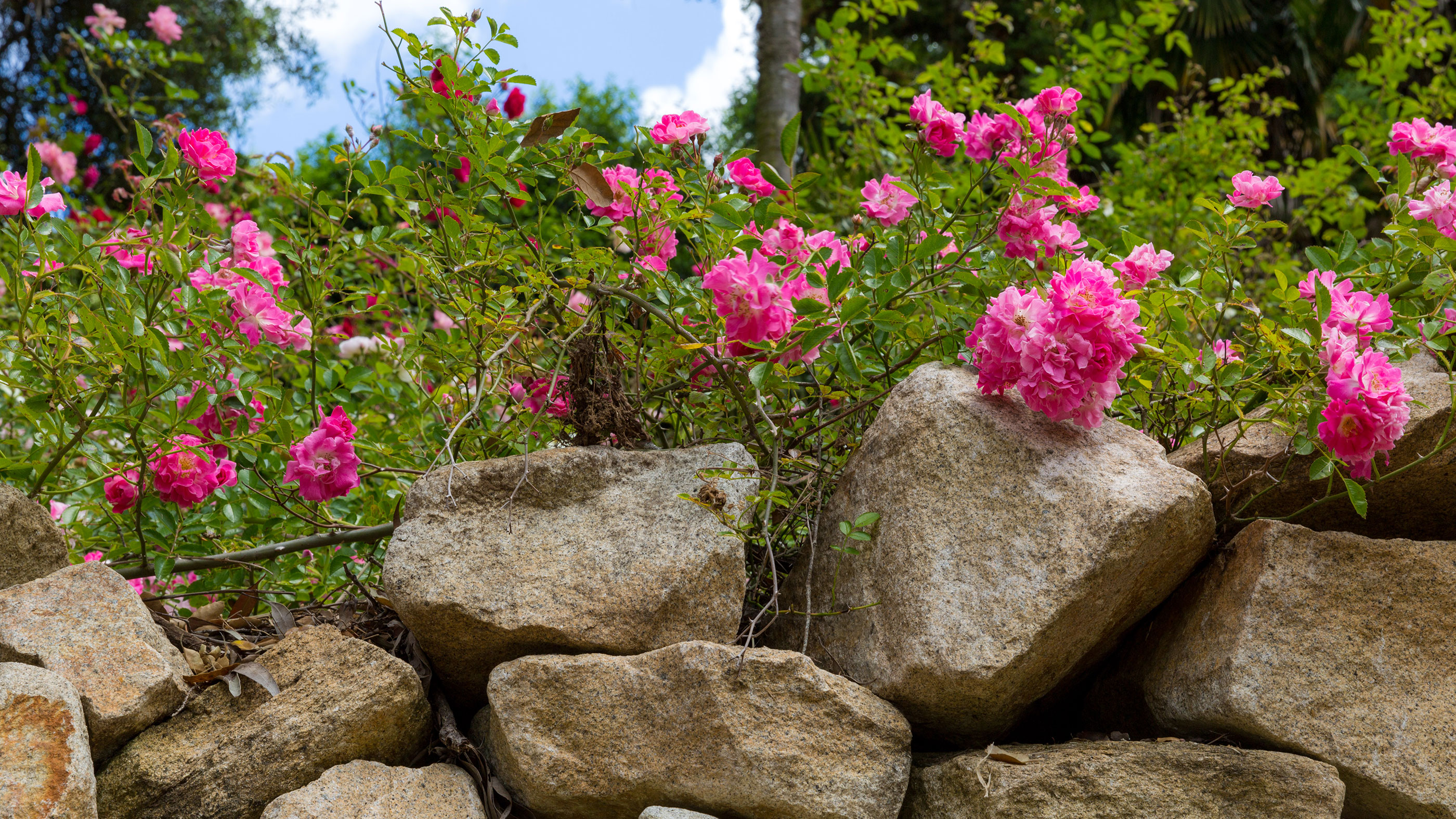 Parque e Palácio de Monserrate - Sintra